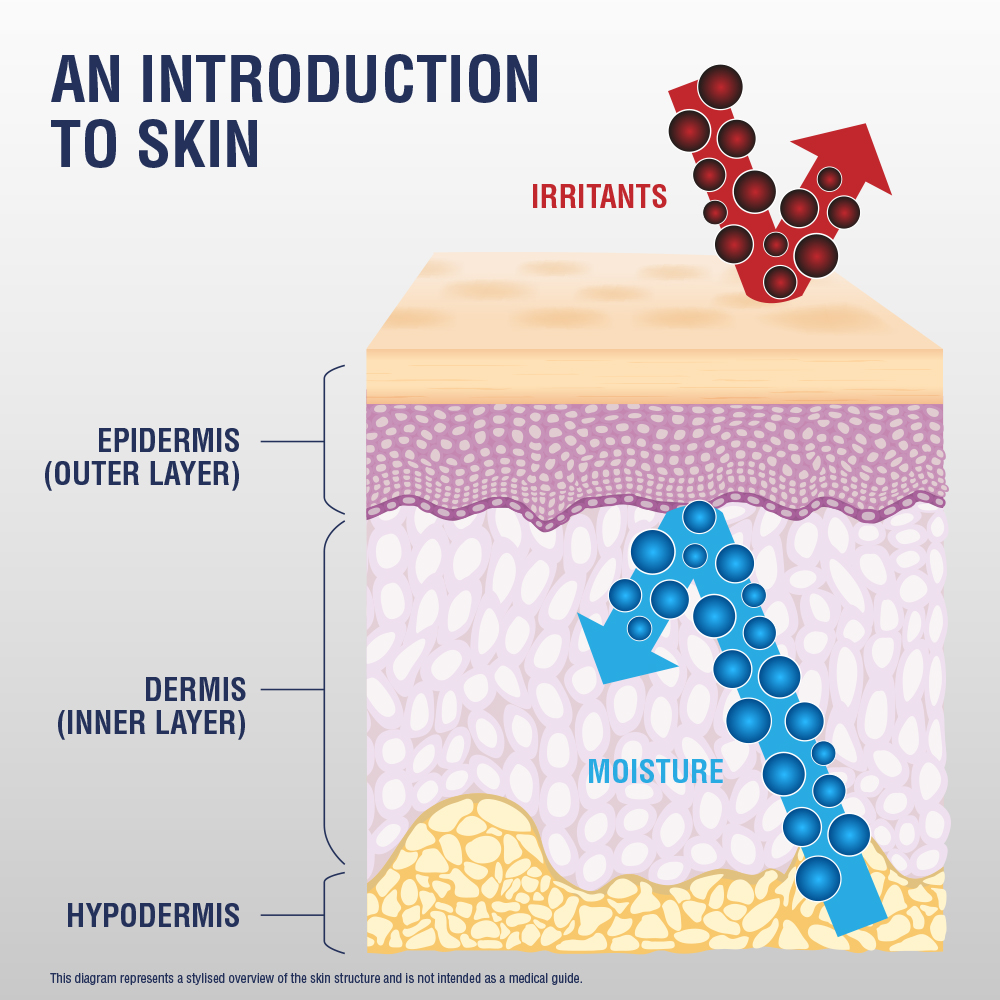 Inner Layer Of Skin